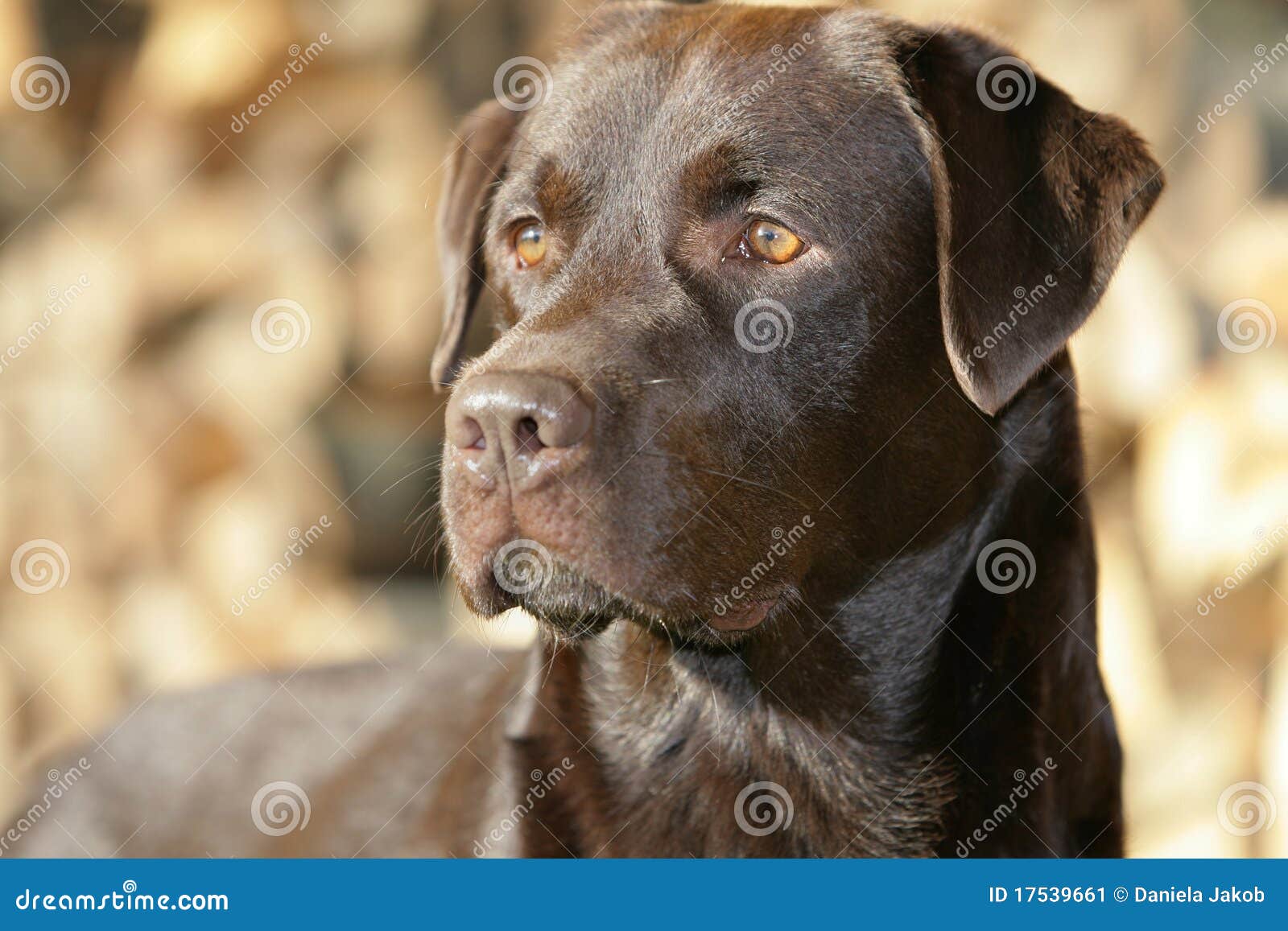 Brown Labrador retriever stock image. Image of curious - 17539661