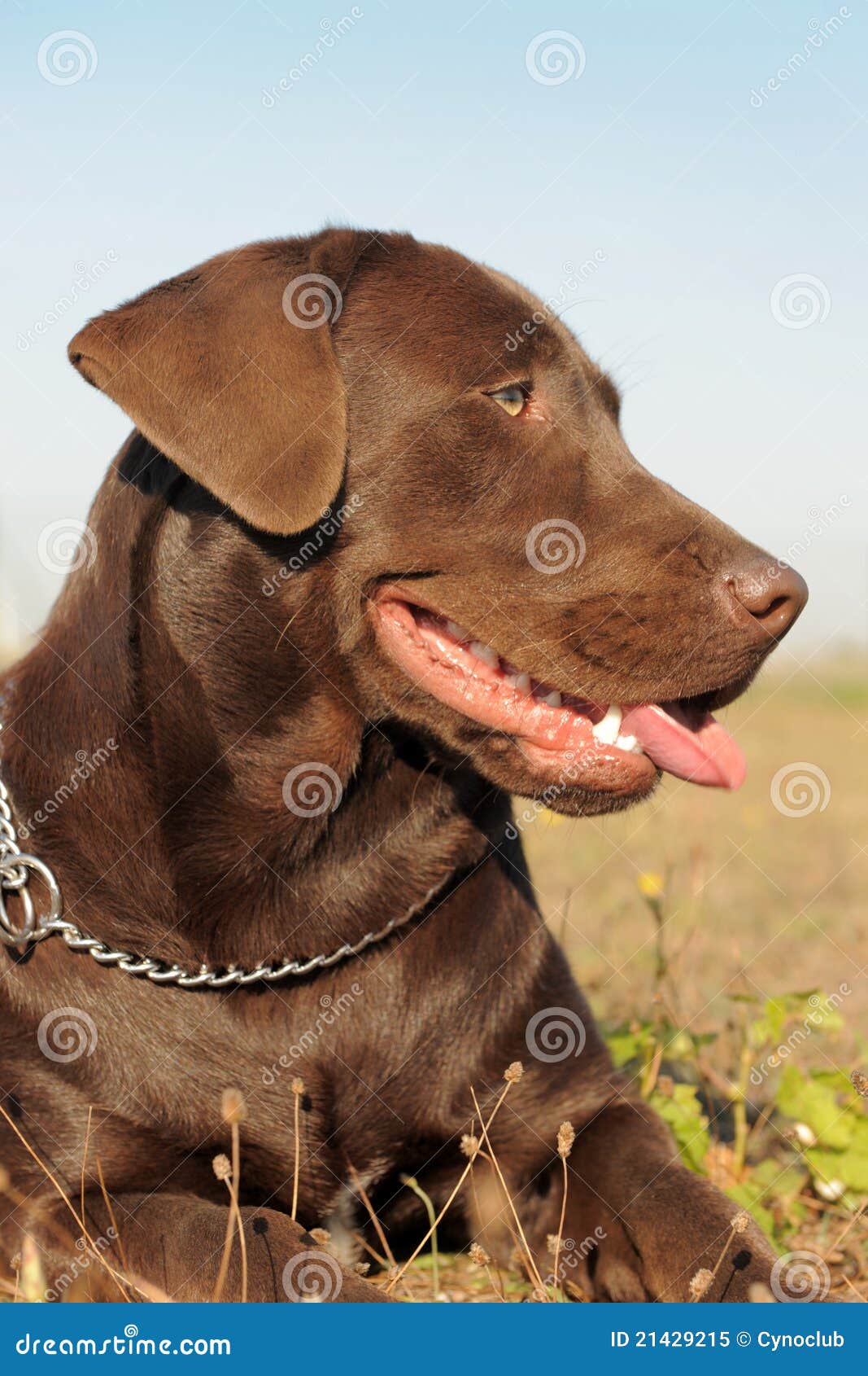 Brown labrador retriever stock image. Image of field - 21429215