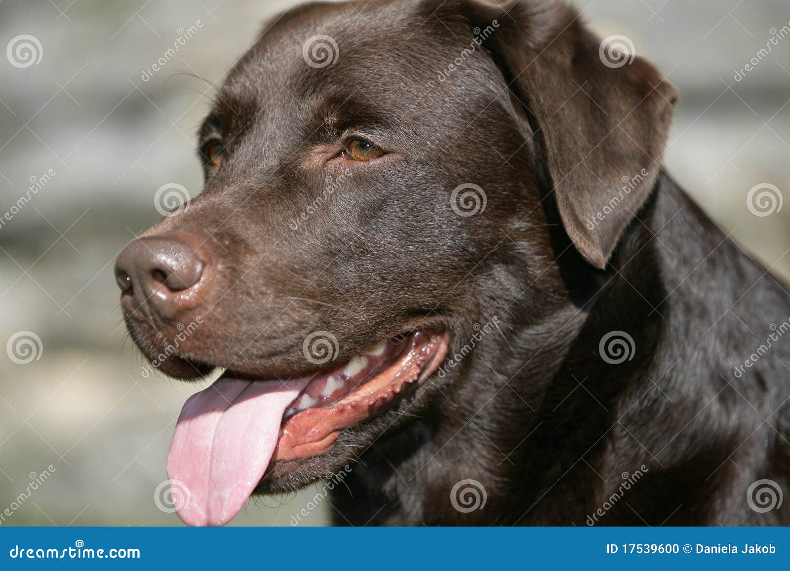 Brown Labrador Retriever Dog Stock Photo - Image of floppy, glad: 17539600