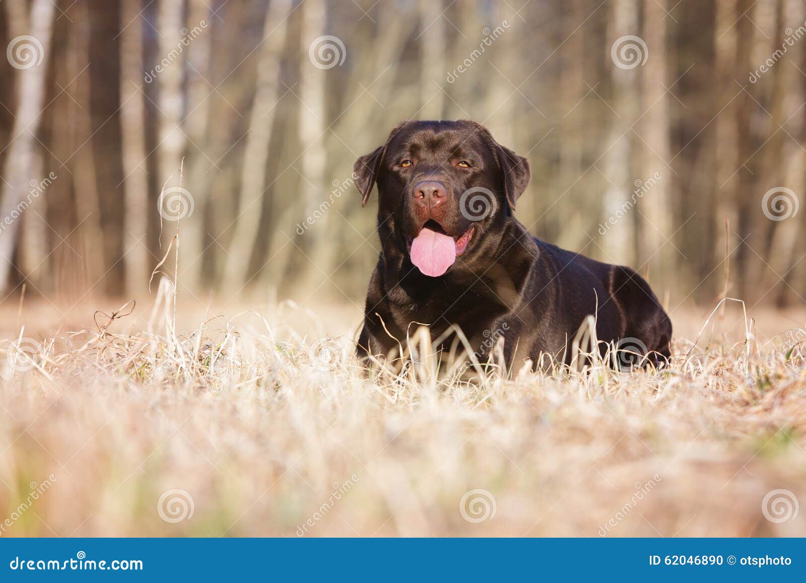 Brown Labrador Retriever Dog on a Field Stock Photo - Image of front ...
