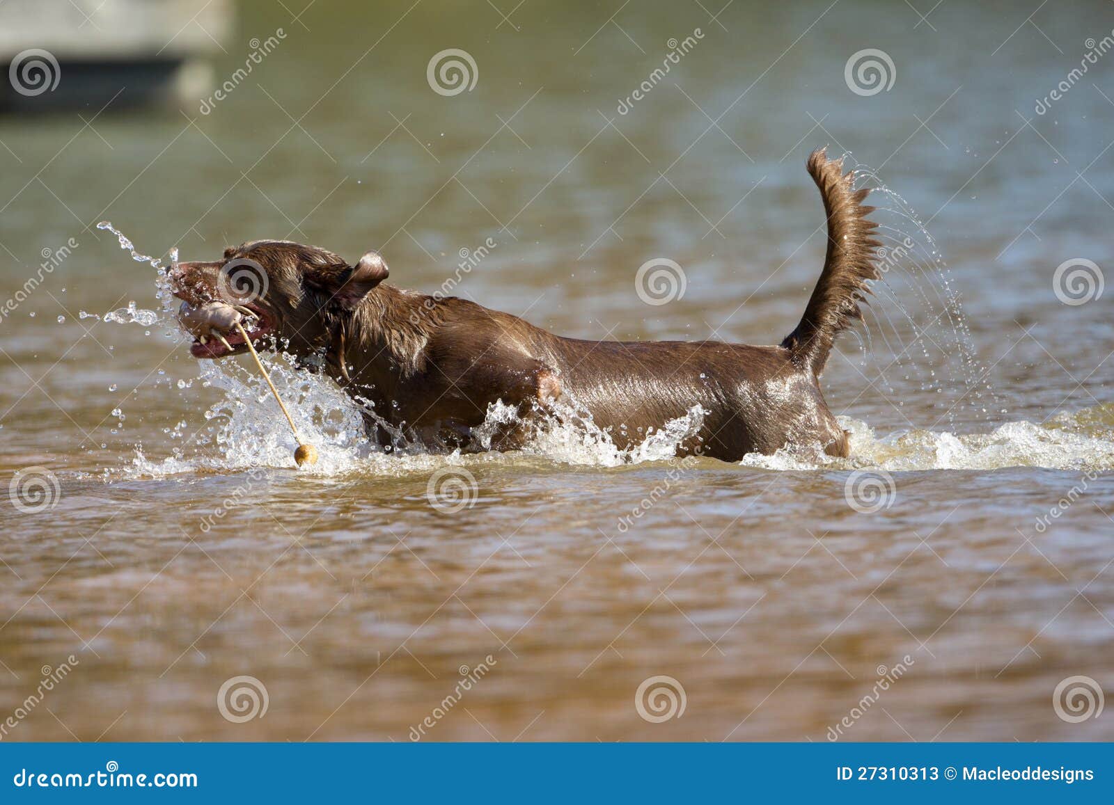 Brown Labrador Retriever Jumps in the Water Stock Image - Image of ...