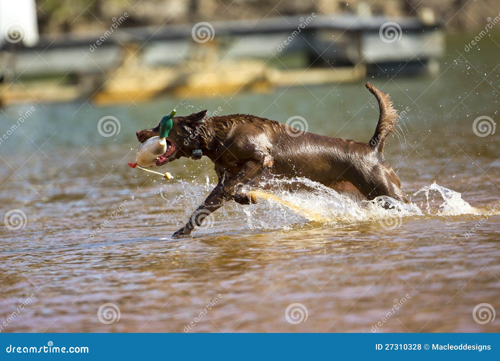 Brown Labrador Retriever Jumps in the Water Stock Photo - Image of ...