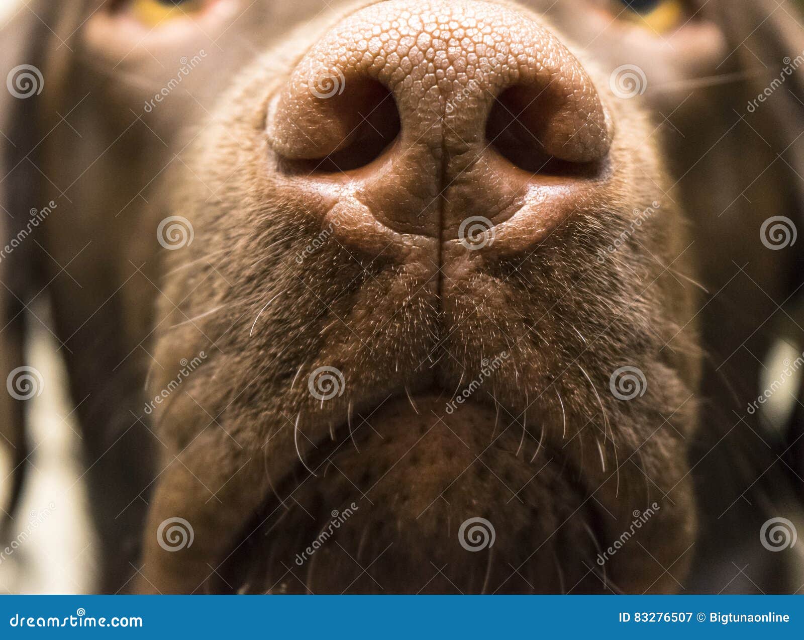 A Brown Labrador Retriever Nose Close-up Stock Image - Image of studio ...