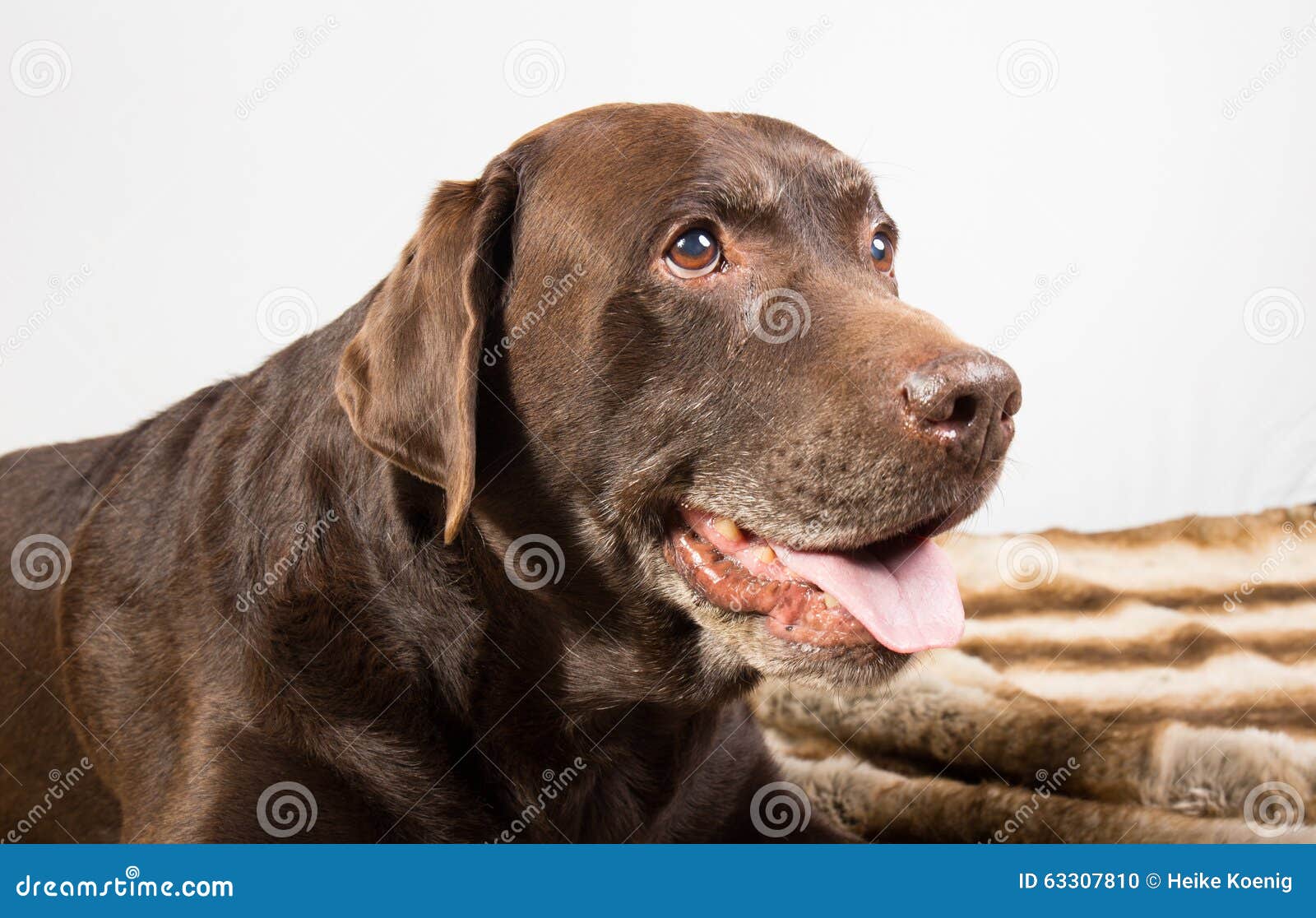 Brown labrador retriever stock photo. Image of mammal - 63307810