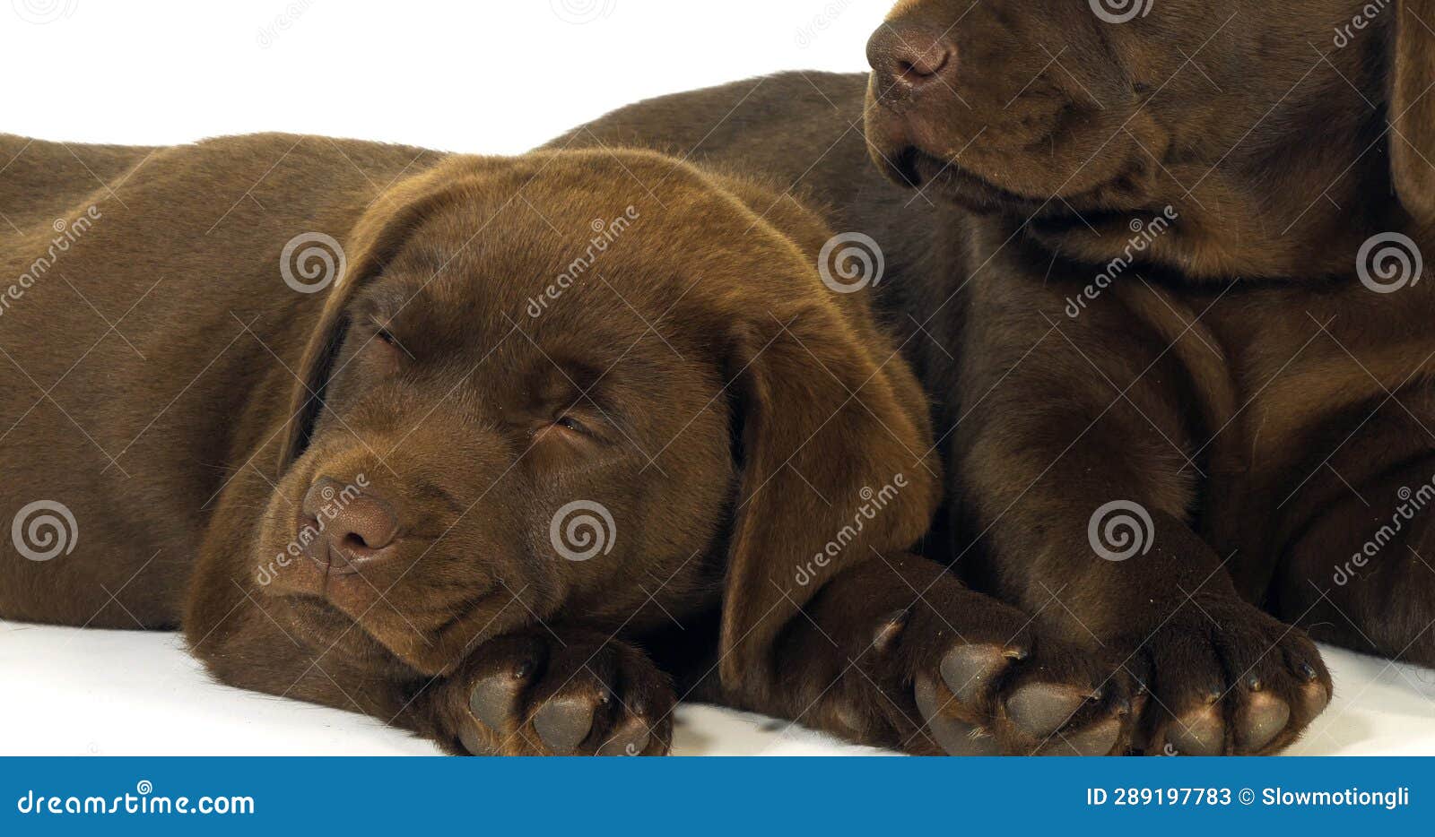 Brown Labrador Retriever, Puppies on White Background, Sleeping ...