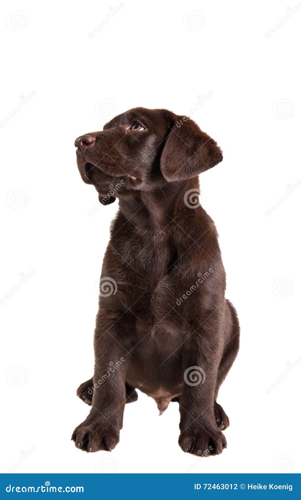 Brown Labrador Retriever Puppy Stock Photo - Image of cute, bright ...
