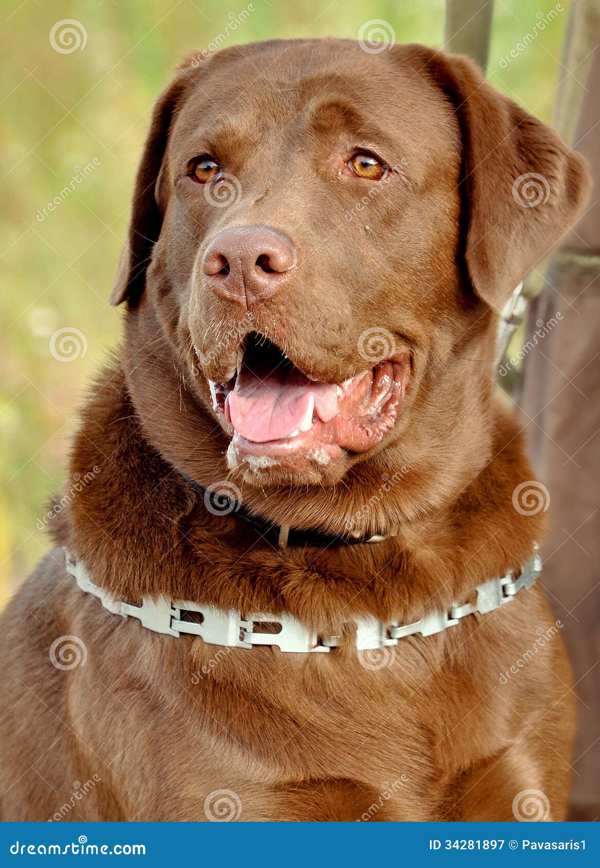 Brown Labrador Retriever stock image. Image of animal - 34281897