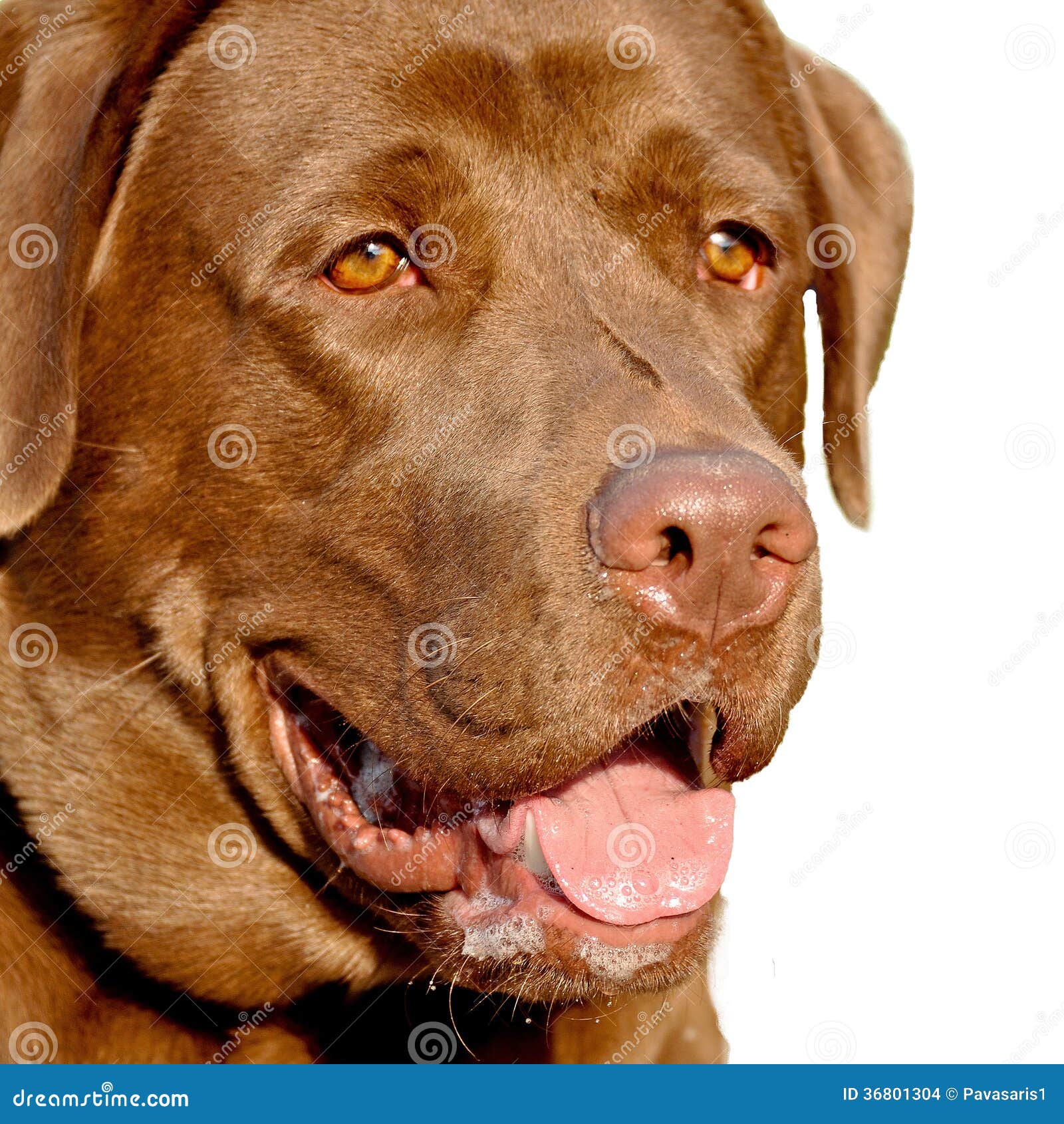 Brown Labrador Retriever stock photo. Image of golden - 36801304