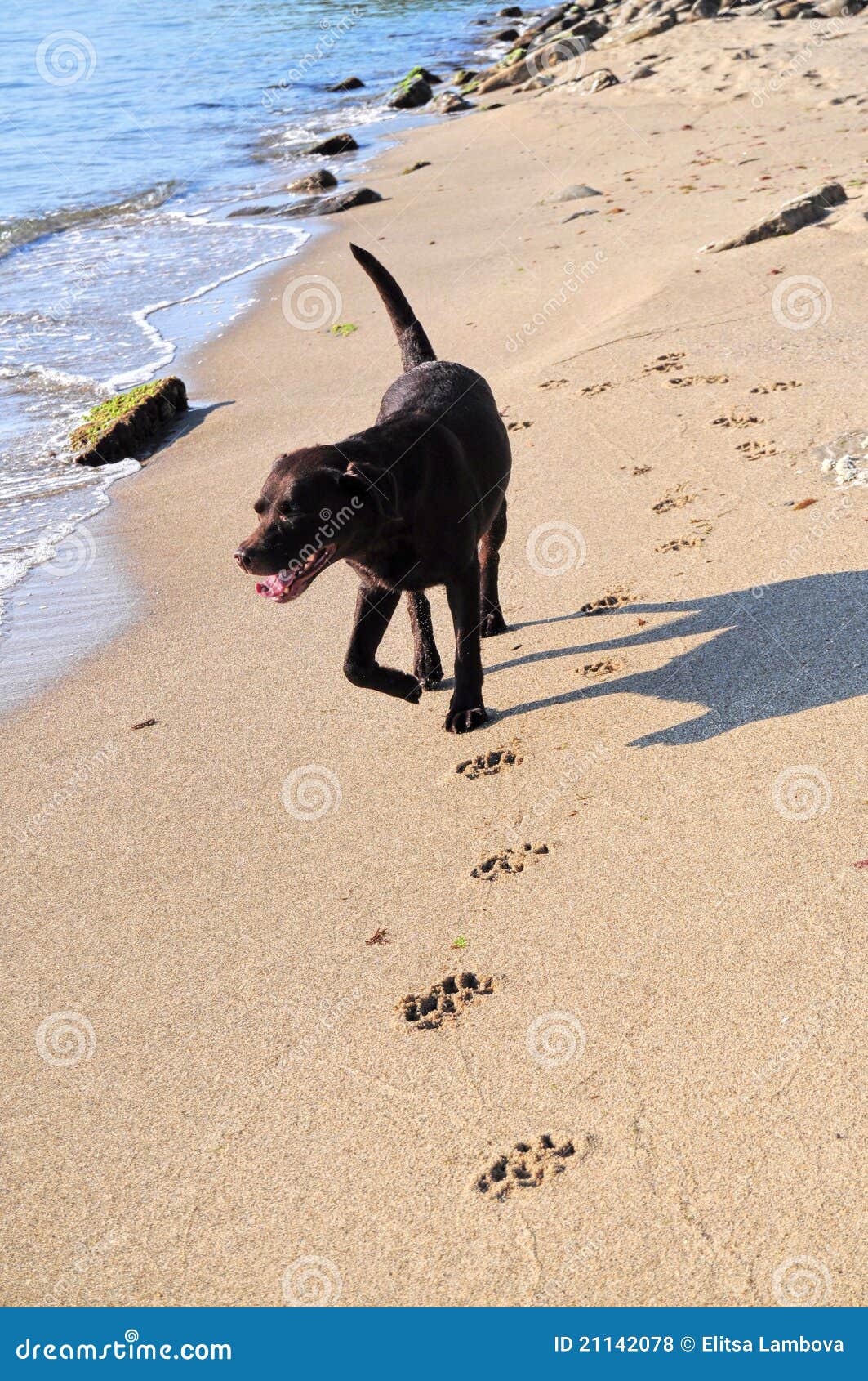 Brown Labrador Running on the Beach Stock Photo - Image of purebred ...