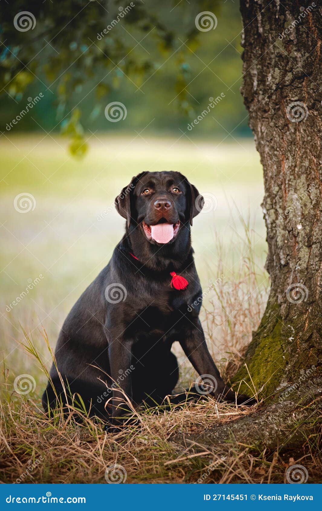Brown Labrador Sitting Near a Tree Stock Image - Image of front ...