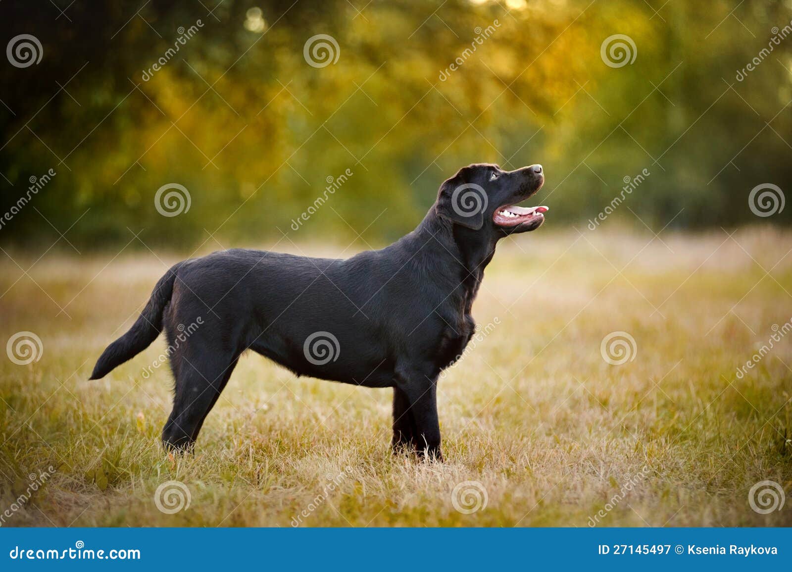 Brown Labrador standing stock image. Image of horizontal - 27145497