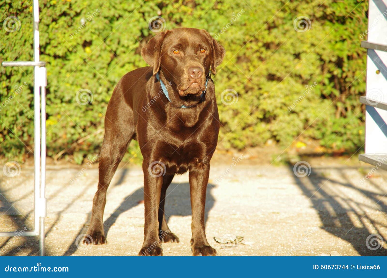 Brown labrador standing stock photo. Image of breed, bush - 60673744