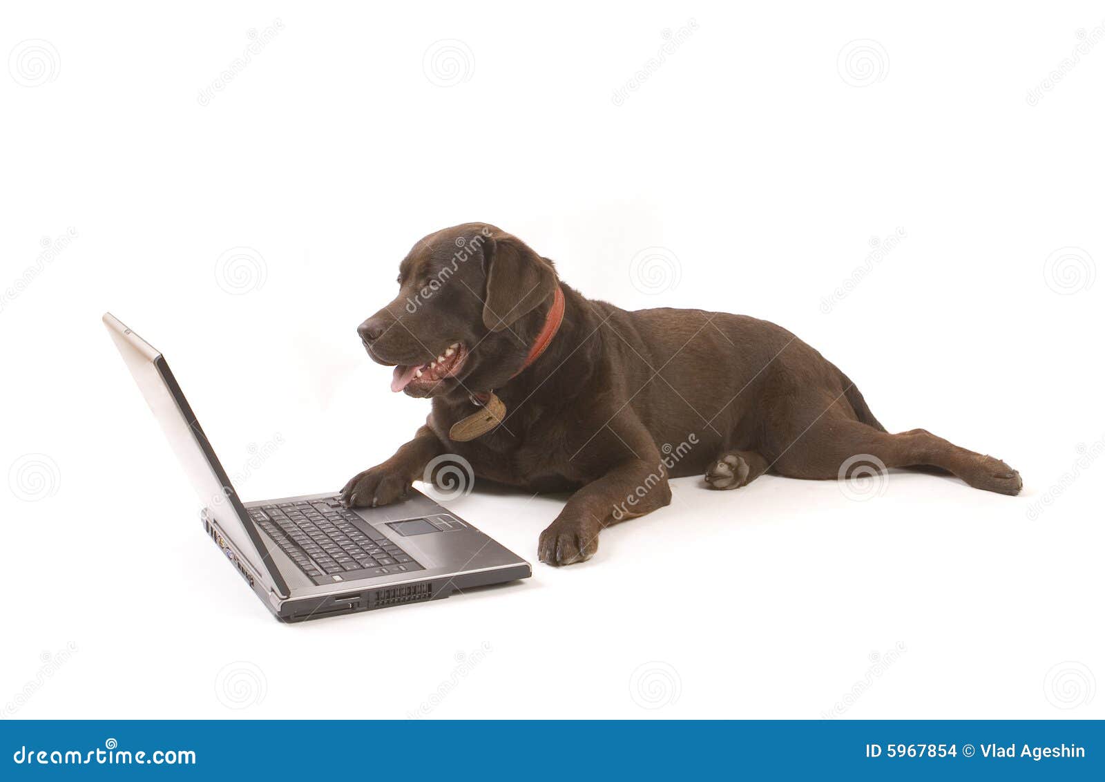 Brown Labrador Working on Laptop Stock Photo - Image of technology ...