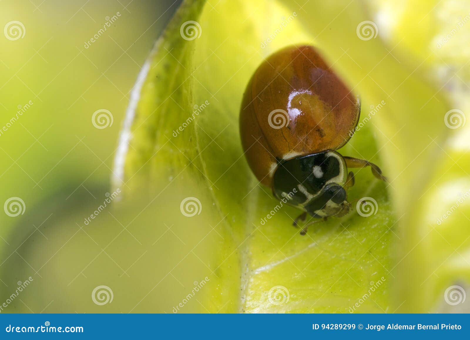 Brown Lady Bug on Some Leaves Stock Image - Image of beetle, animal ...