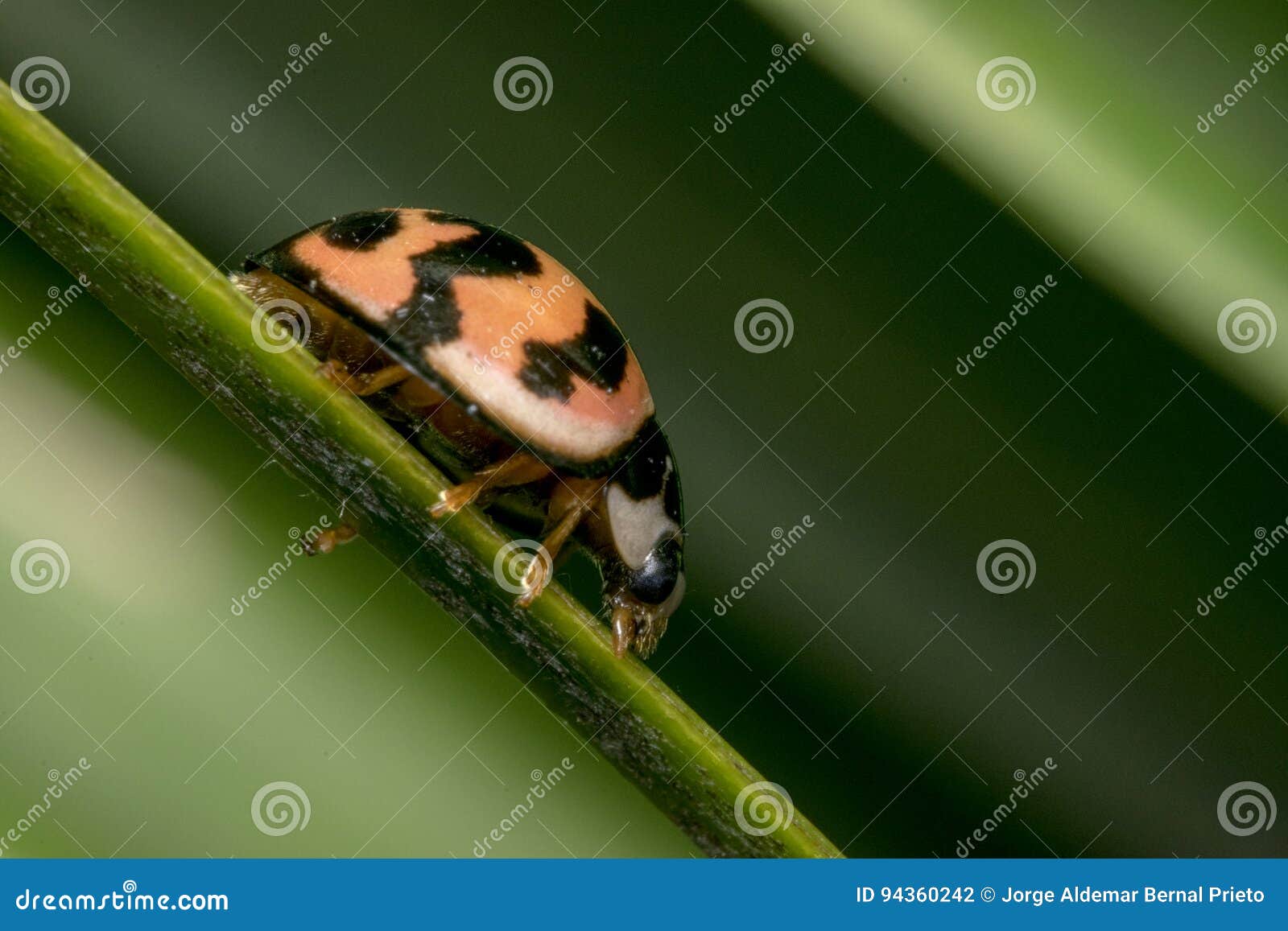 Brown Ladybug On Blue Background Royalty-Free Stock Photography ...