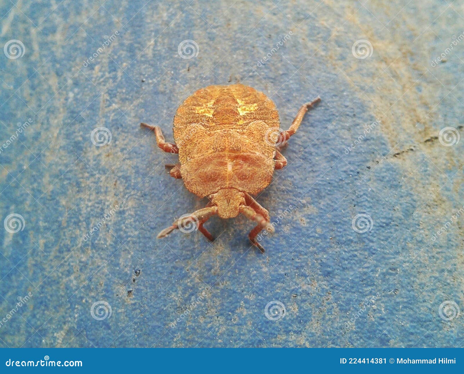 Brown Ladybug on Blue Background Stock Image - Image of invertebrate ...