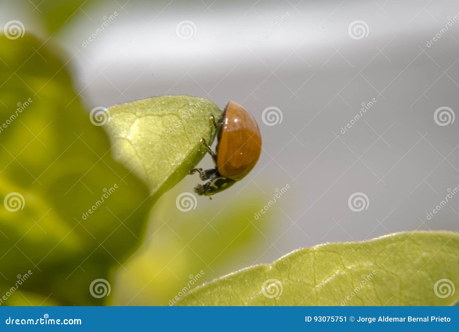 Brown ladybug on a plant stock image. Image of life, beauty - 93075751