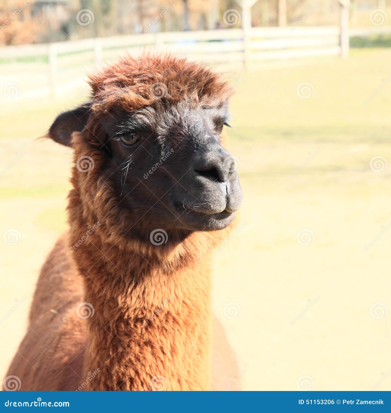 Brown lama stock photo. Image of lama, ground, wildlife - 51153206