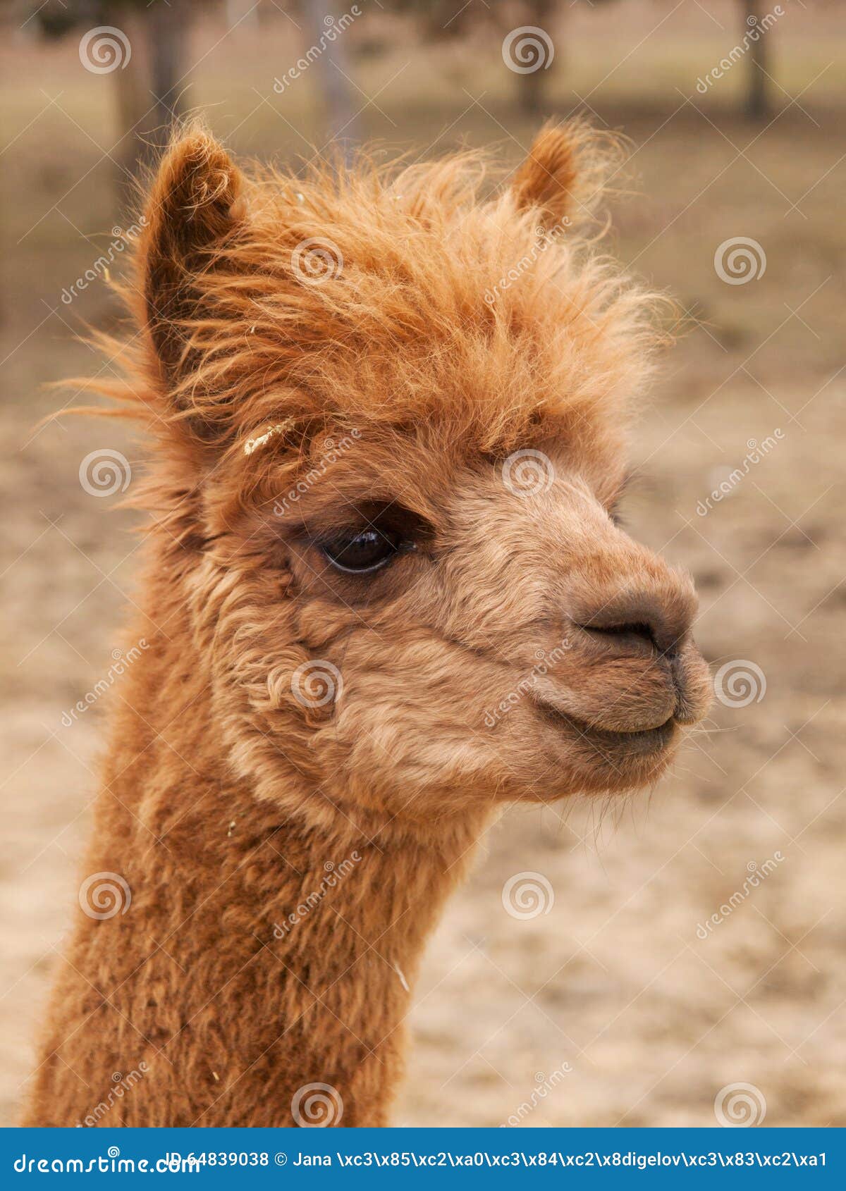 Brown lama guanaco stock photo. Image of america, camelid - 64839038