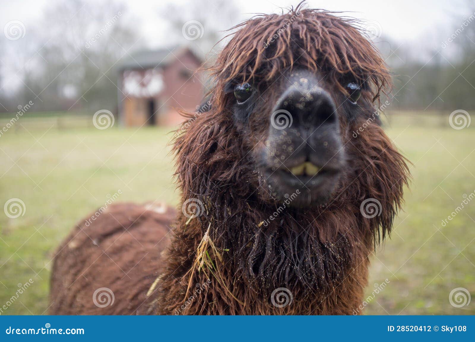 Brown lama looks curiously stock photo. Image of lama - 28520412