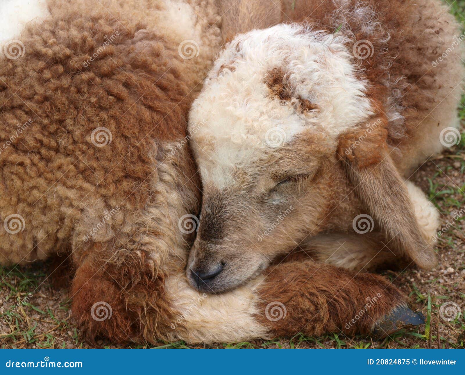 Brown Lamb Royalty Free Stock Photo - Image: 20824875
