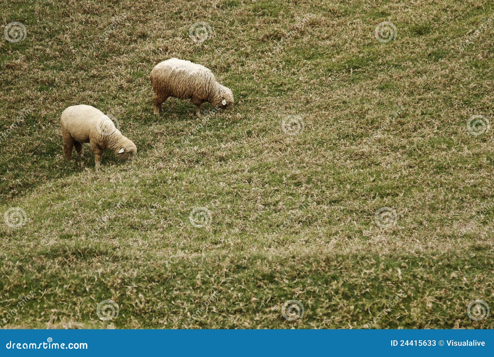 Brown Lamb stock image. Image of babe, cute, juvenile - 24415633
