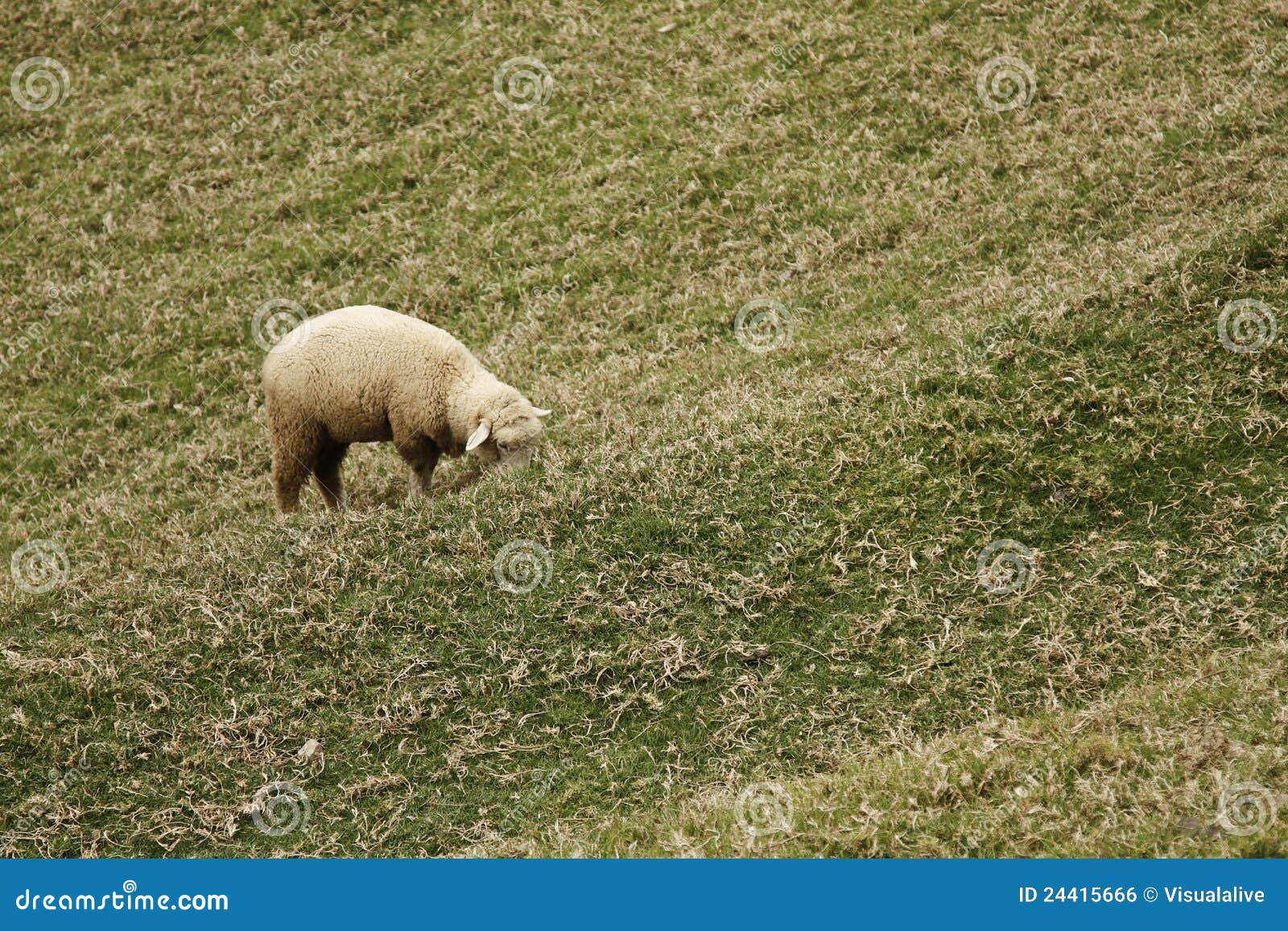 Brown Lamb stock photo. Image of roast, cloud, adolescent - 24415666