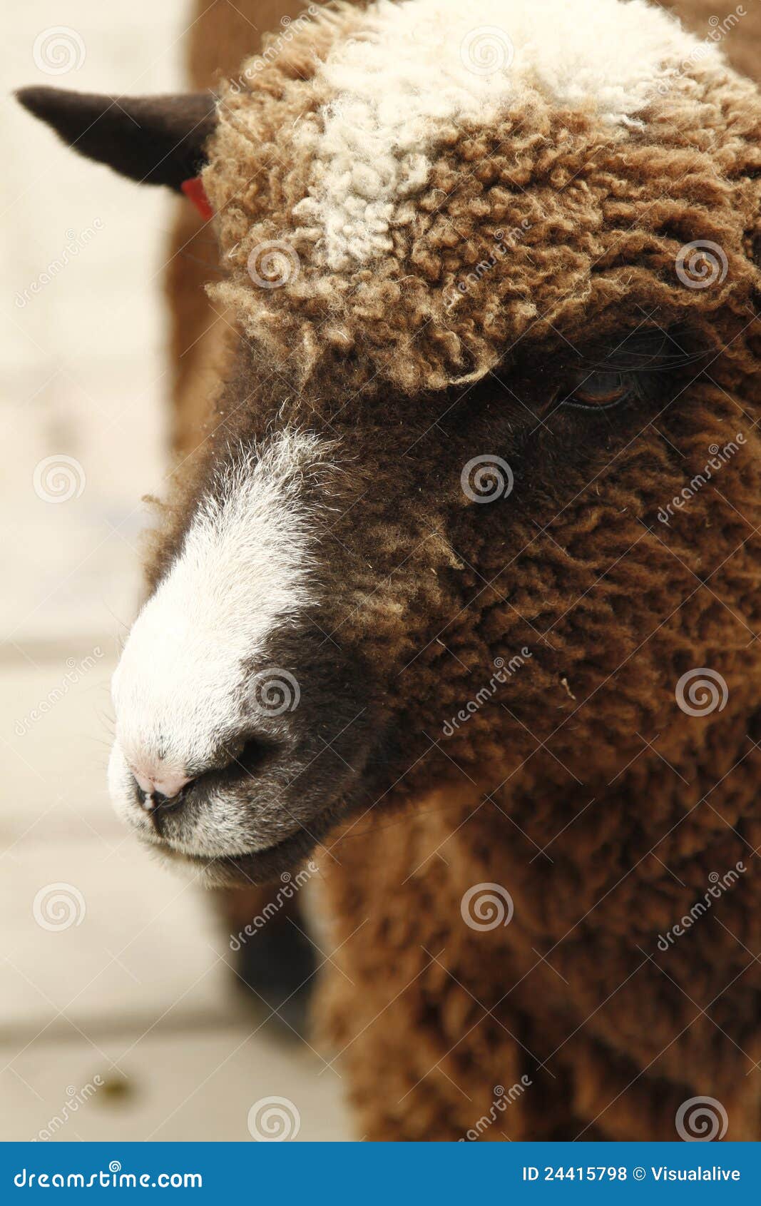 Brown Lamb stock photo. Image of ears, natural, mammal - 24415798