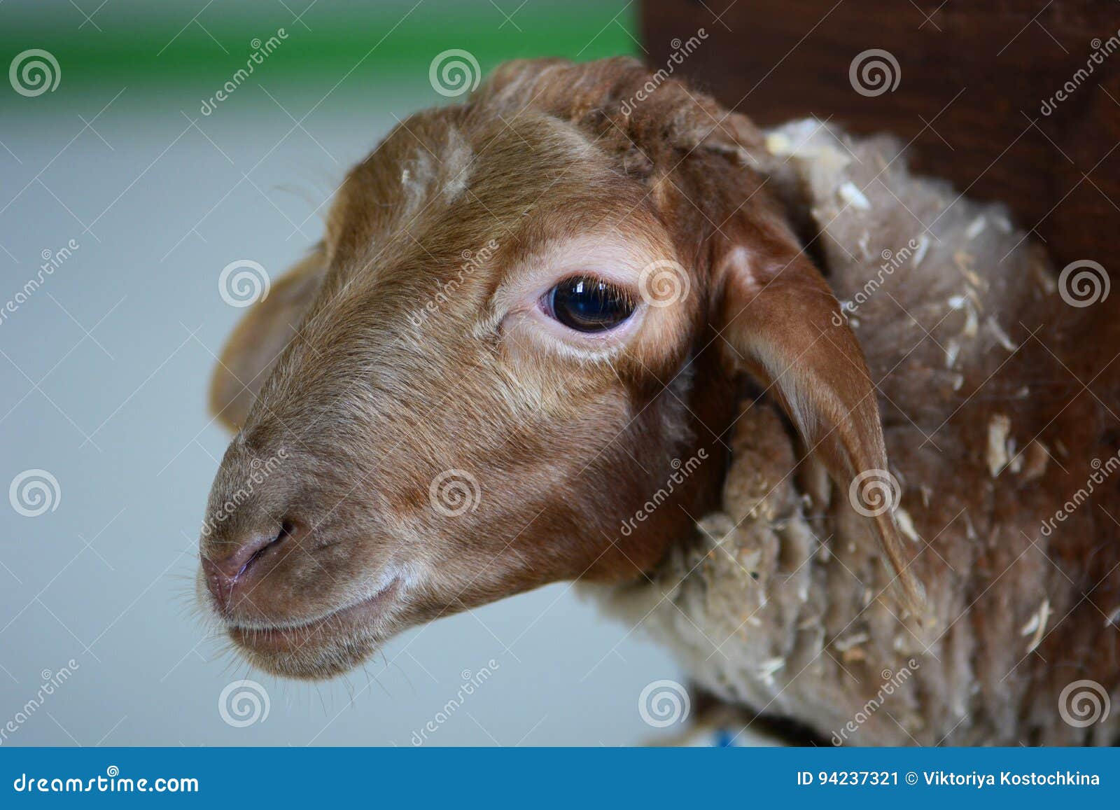 Brown lamb face stock image. Image of brown, nature, livestock - 94237321