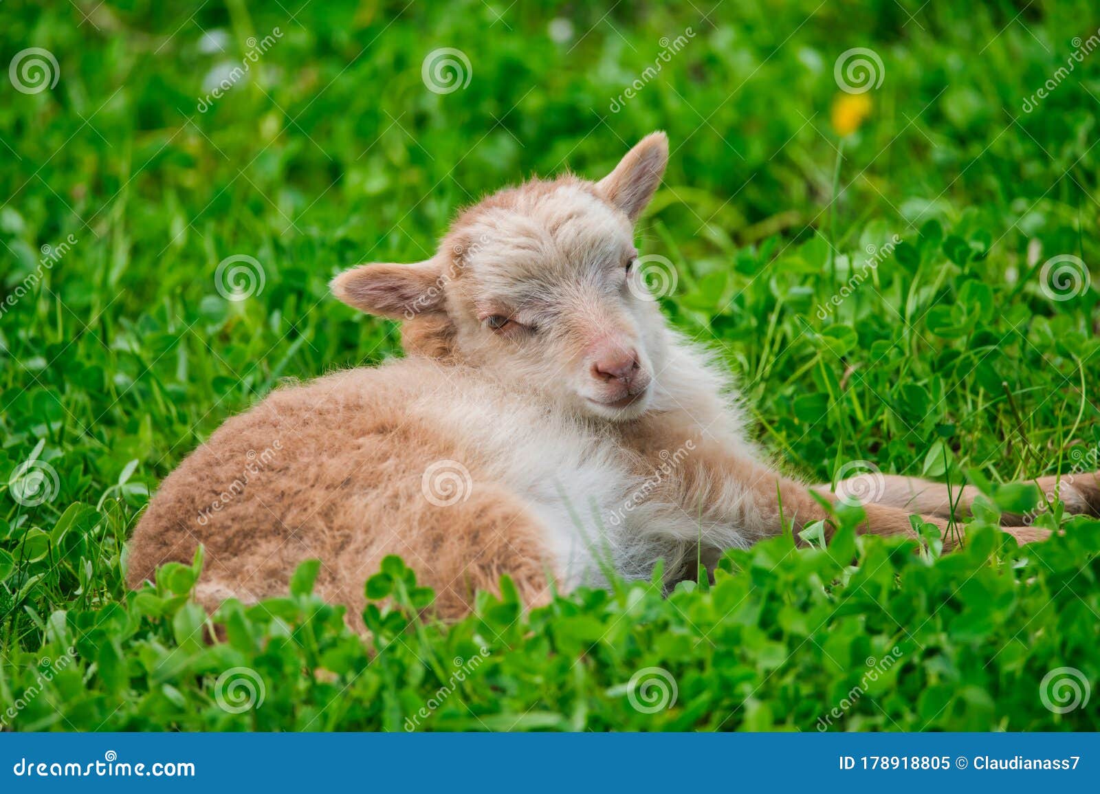 Brown Lamb is Lying on a Green Meadow Stock Image - Image of cute ...