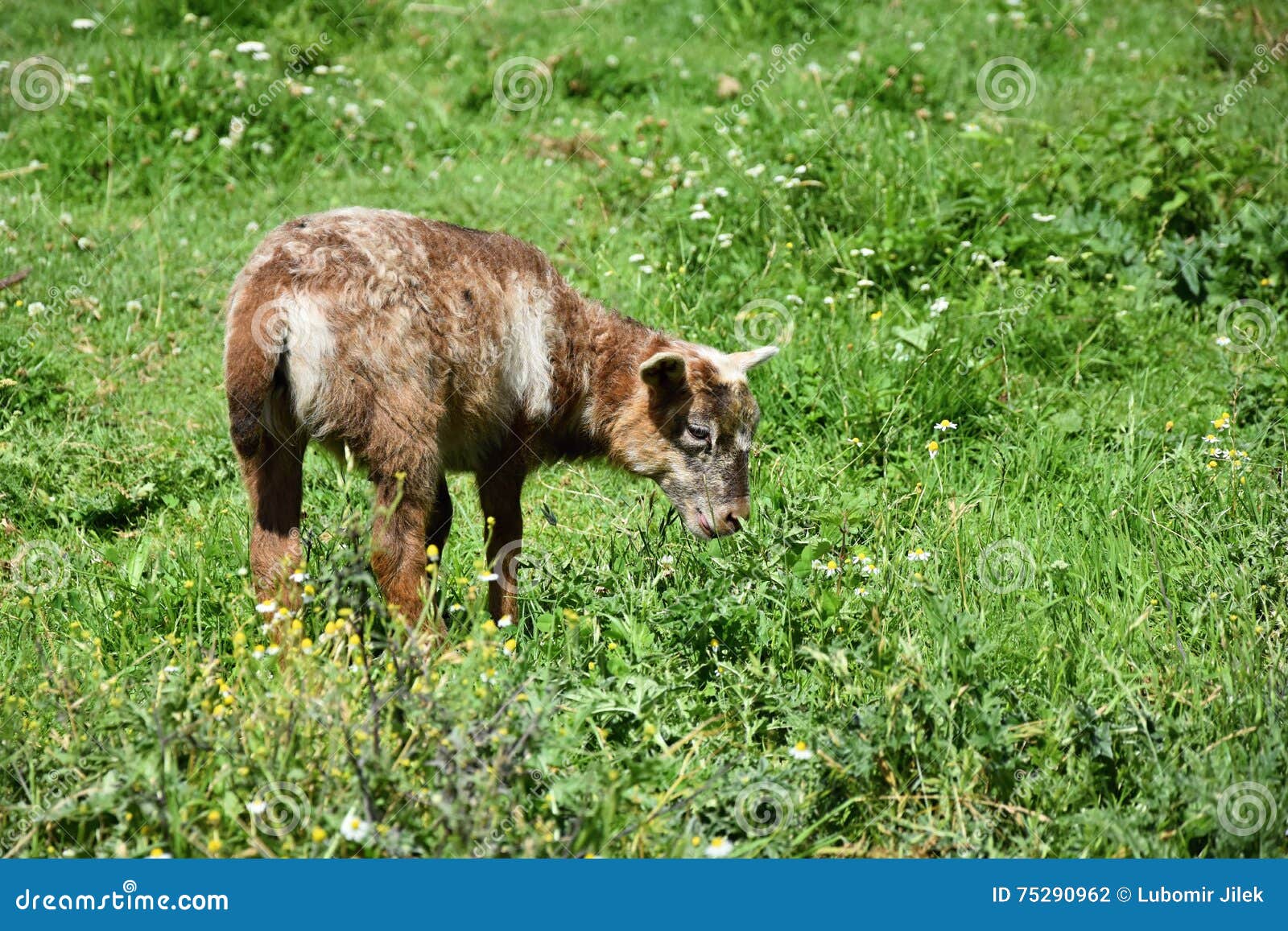 Brown lamb on pasture stock photo. Image of animal, scene - 75290962