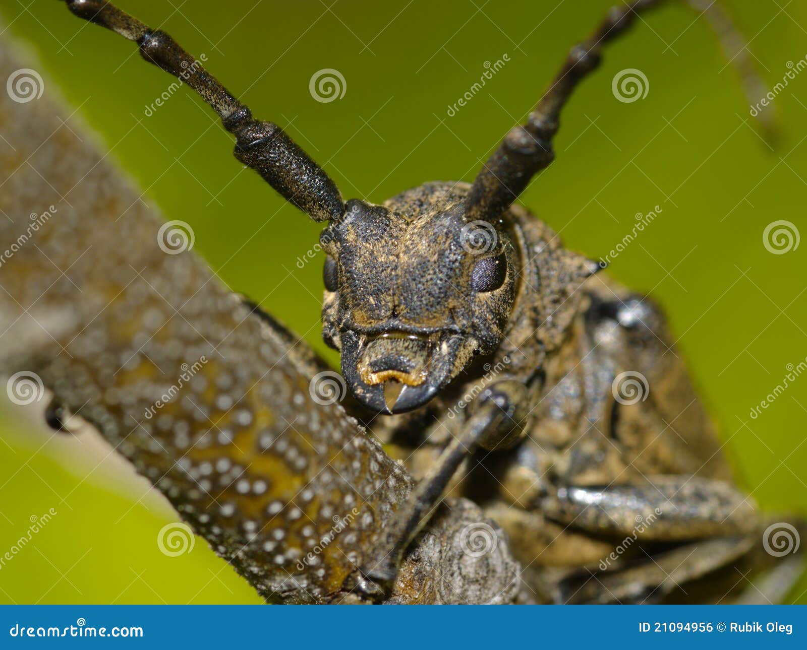 Brown Large Bug on a Branch Stock Photo - Image of mustache, brown ...