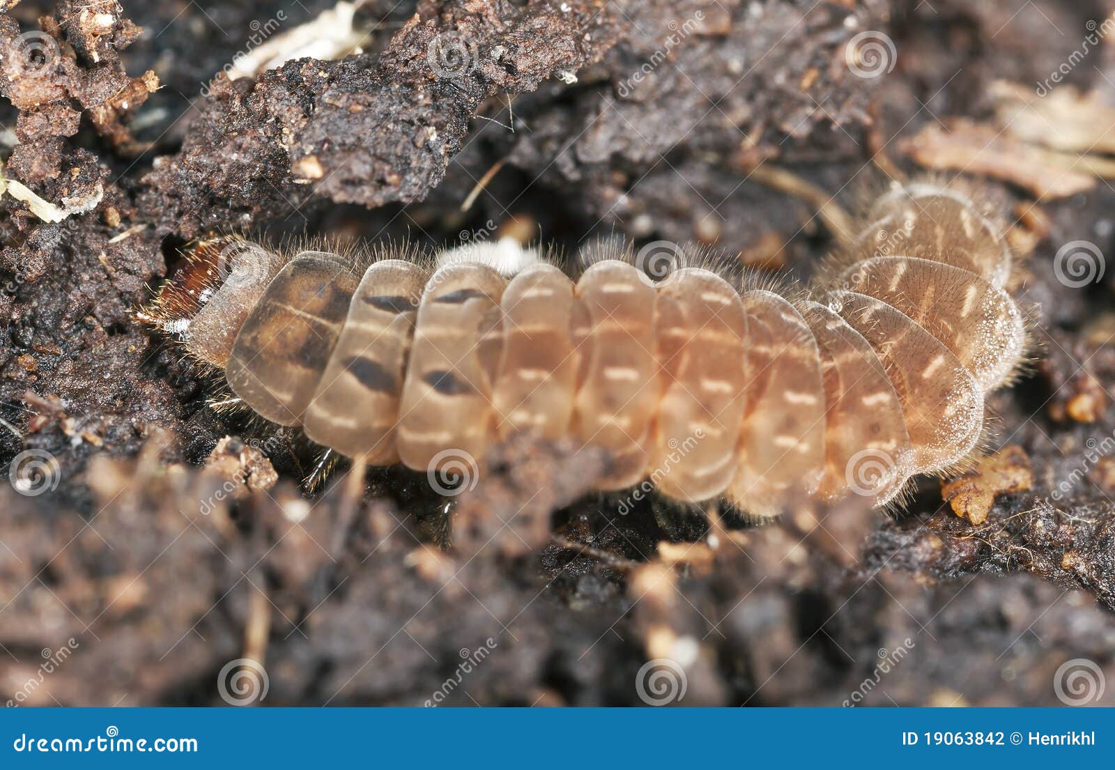 Brown larvae stock photo. Image of animal, color, larva - 19063842