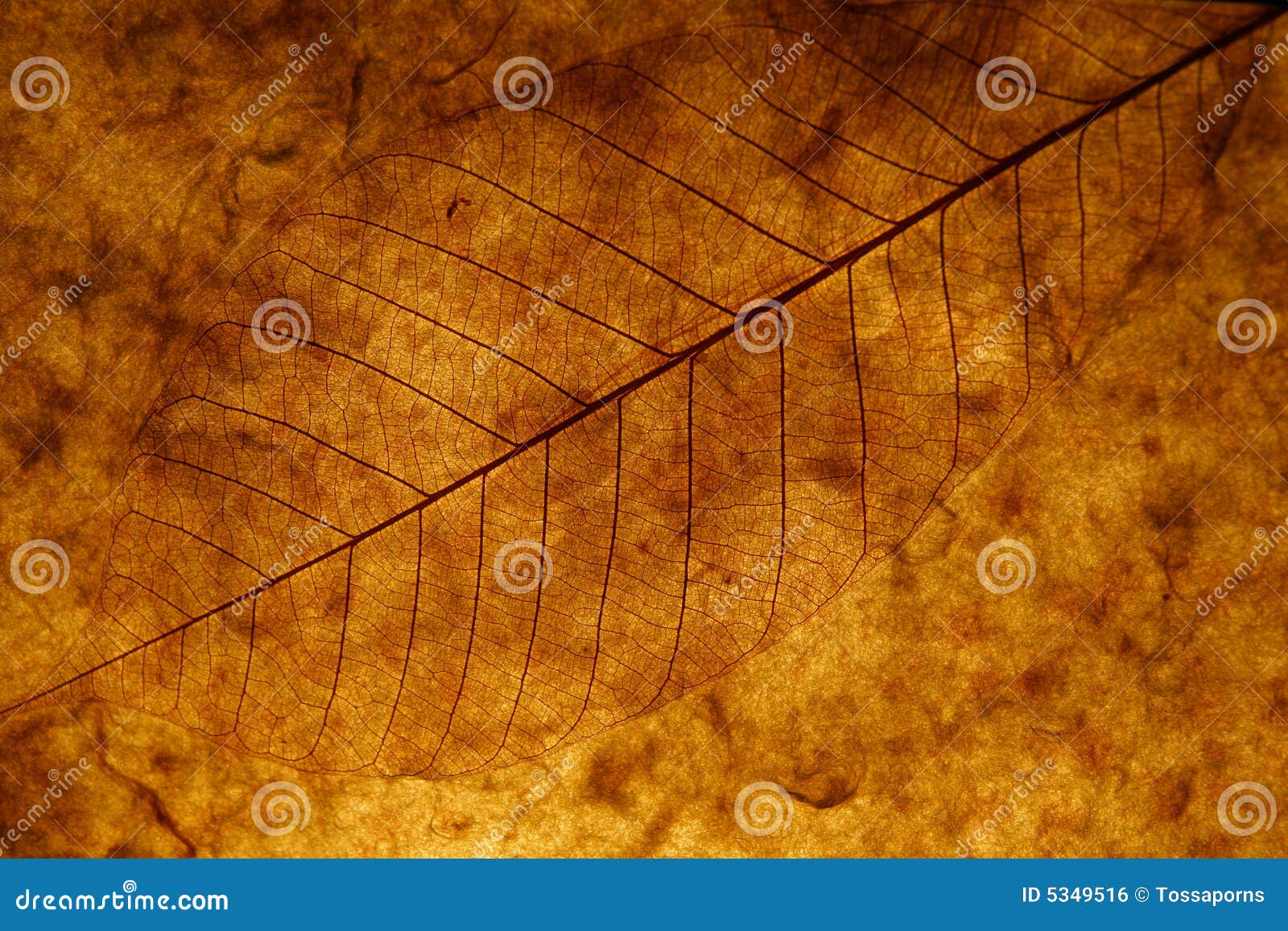 Dry Brown Leaf Texture Stock Photo | CartoonDealer.com #69213936