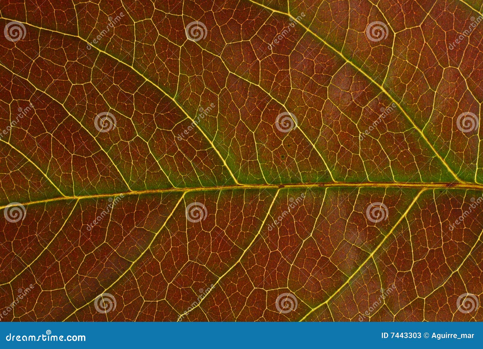 Dry Brown Leaf Texture Stock Photo | CartoonDealer.com #69213936