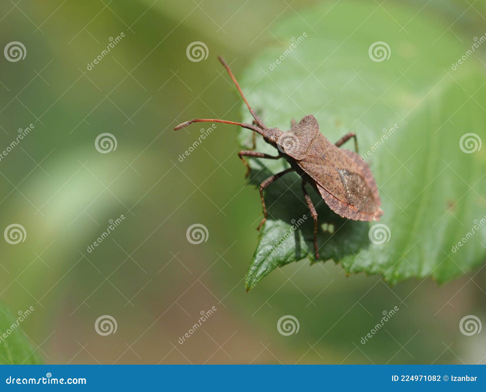 Brown leaf beetle macro stock photo. Image of insect - 224971082