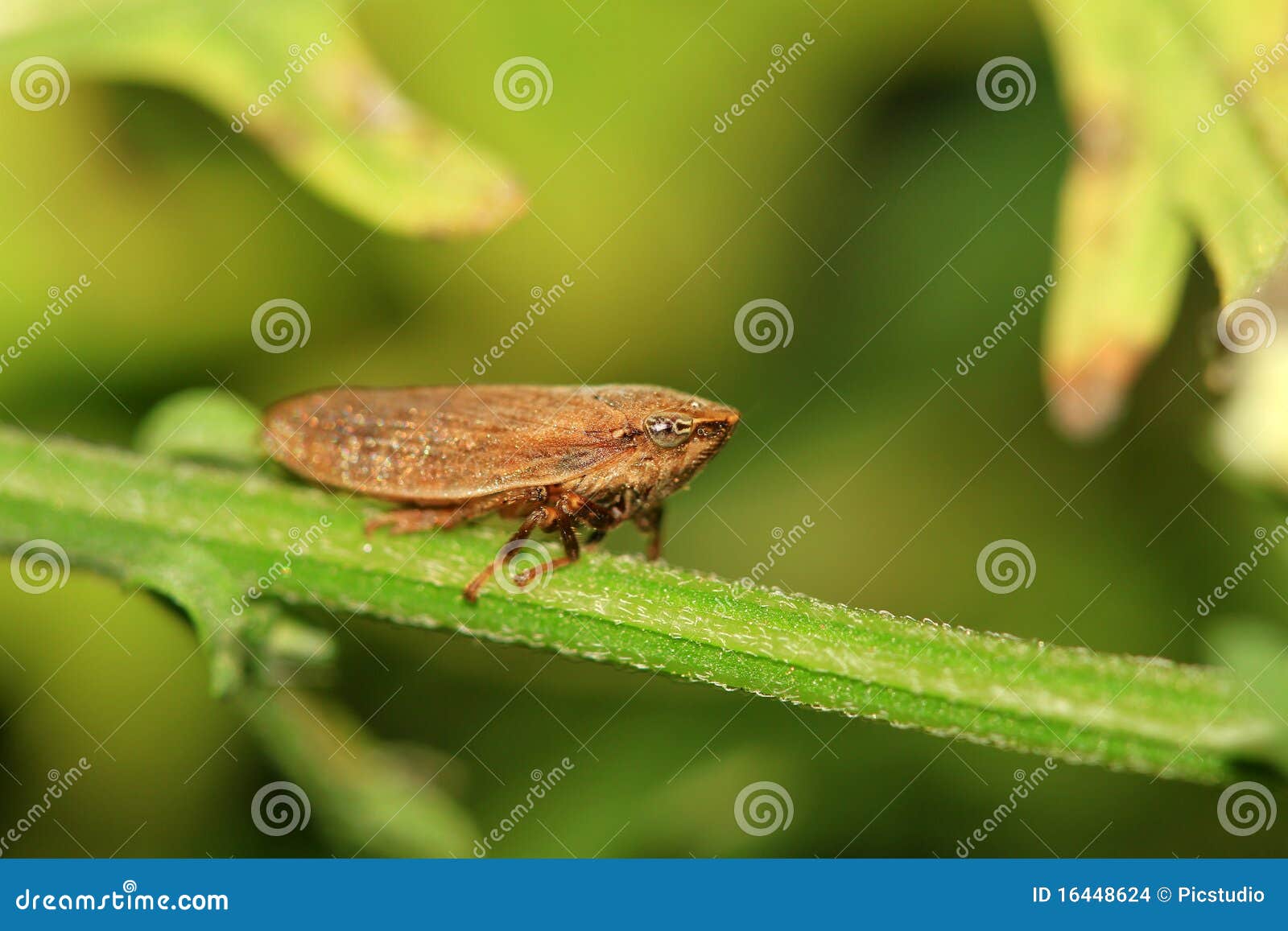 Brown leaf-hopper stock photo. Image of wild, insect - 16448624