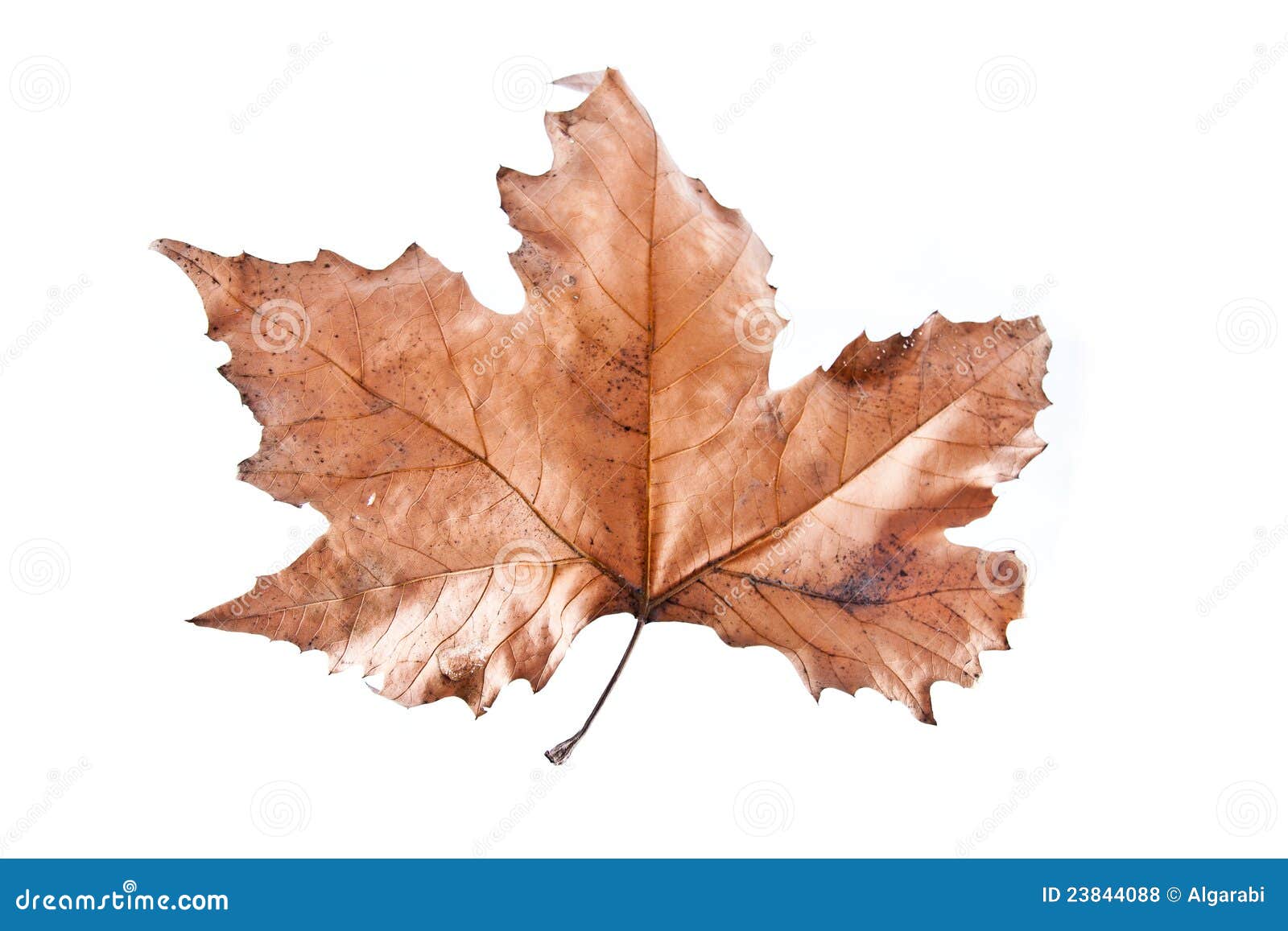 Dry Brown Leaf Texture Stock Photo | CartoonDealer.com #69213936