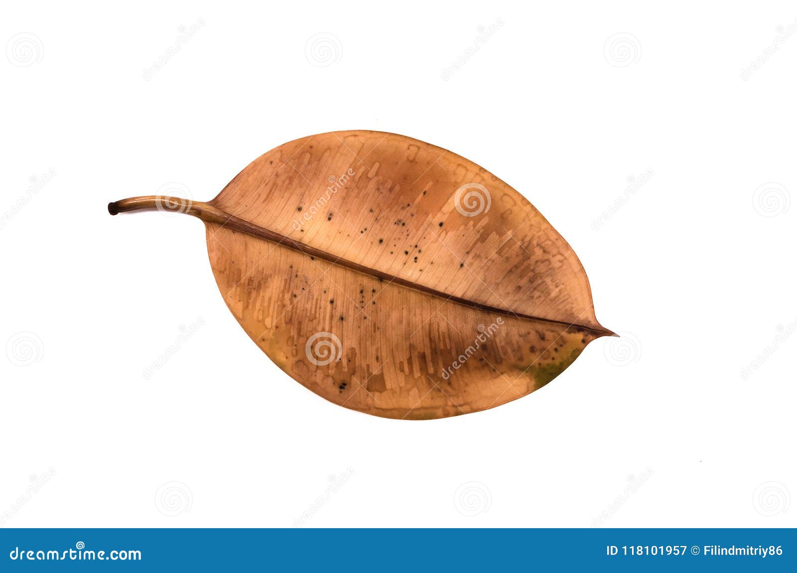 Brown leaf isolated. stock image. Image of background - 118101957