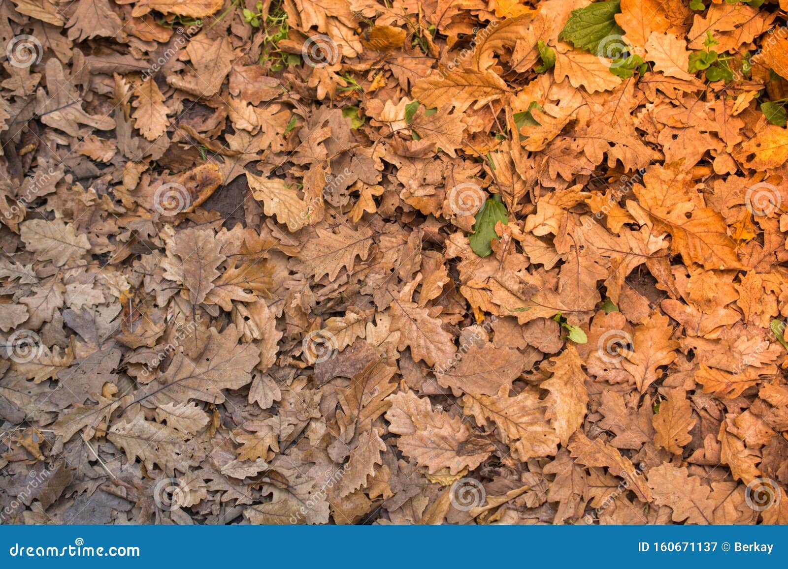 Brown Leaf Texture and Background. Dry Leaves Background Texture Stock ...