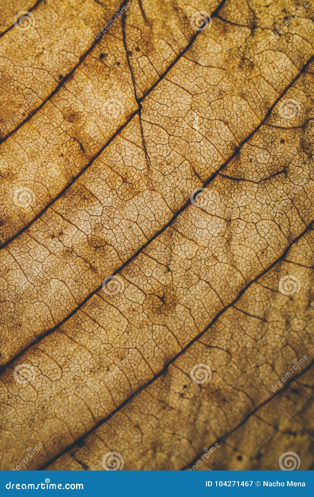 Brown Leaf Texture and Background. Macro View of Dry Leaf Texture ...
