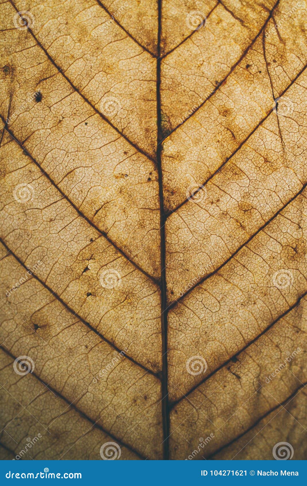 Brown Leaf Texture and Background. Macro View of Dry Leaf Texture ...