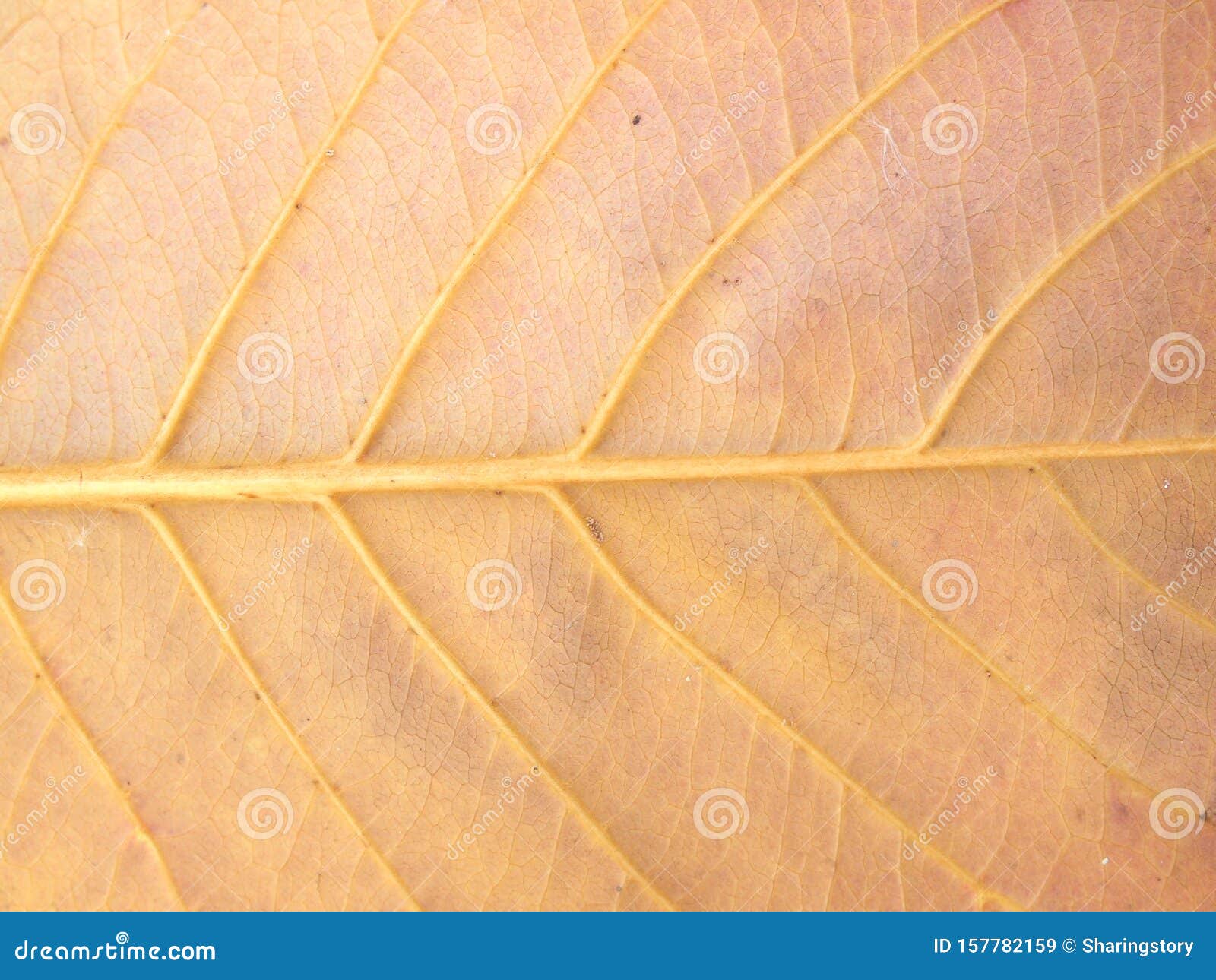 Brown leaf texture stock image. Image of fresh, nature - 157782159