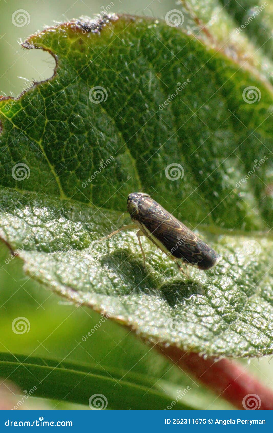 Hopper on a leaf stock image. Image of macrophotography - 262311675