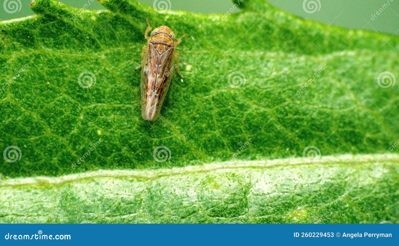 Leafhopper on a leaf stock image. Image of latin, america - 260229453