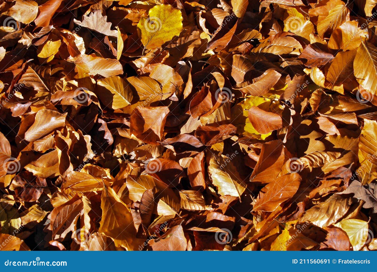 Brown Leafs in Autumn on the Forest Ground - Fall Season - Brown Leaf ...