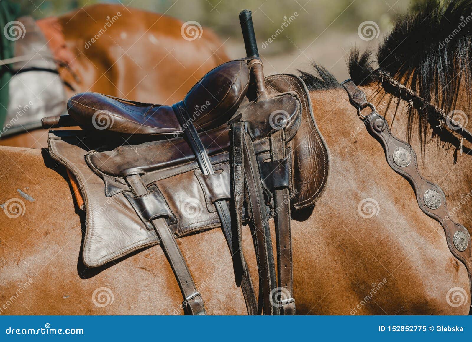 Leather Saddle on Horse Back Stock Image - Image of rider, fasten ...