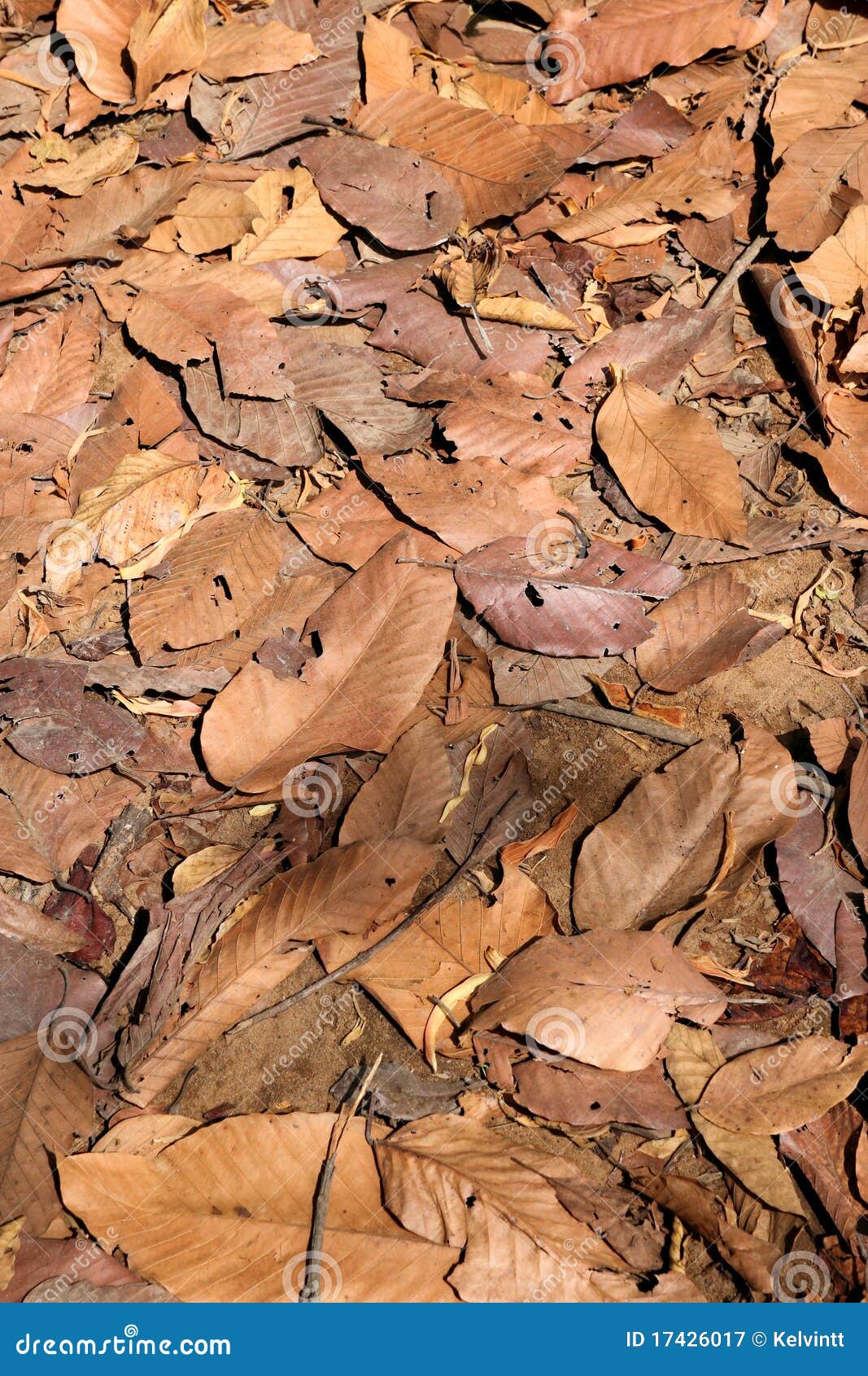 Brown Leaves Background stock image. Image of flora, decoration - 17426017
