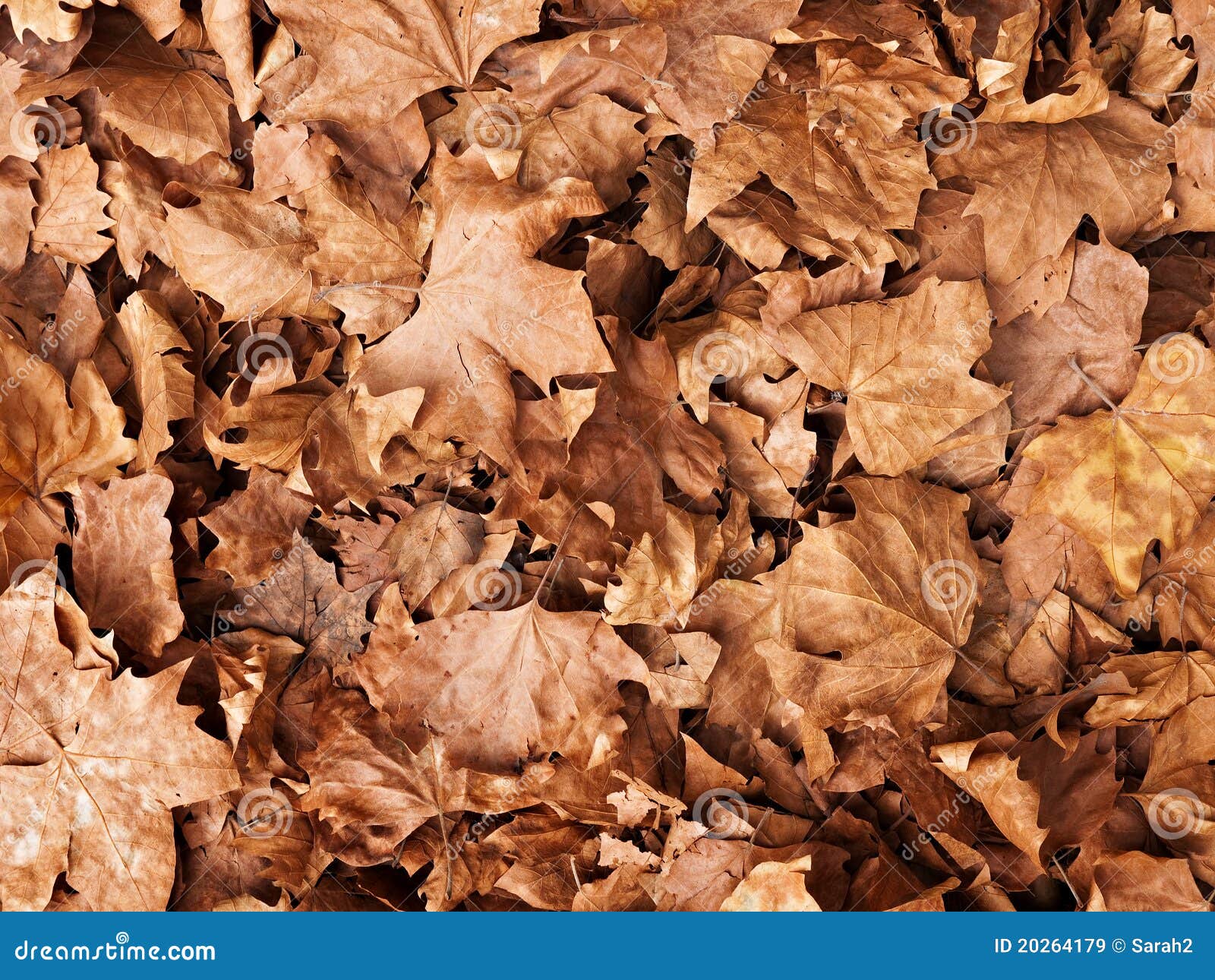 Brown leaves background stock image. Image of season - 20264179
