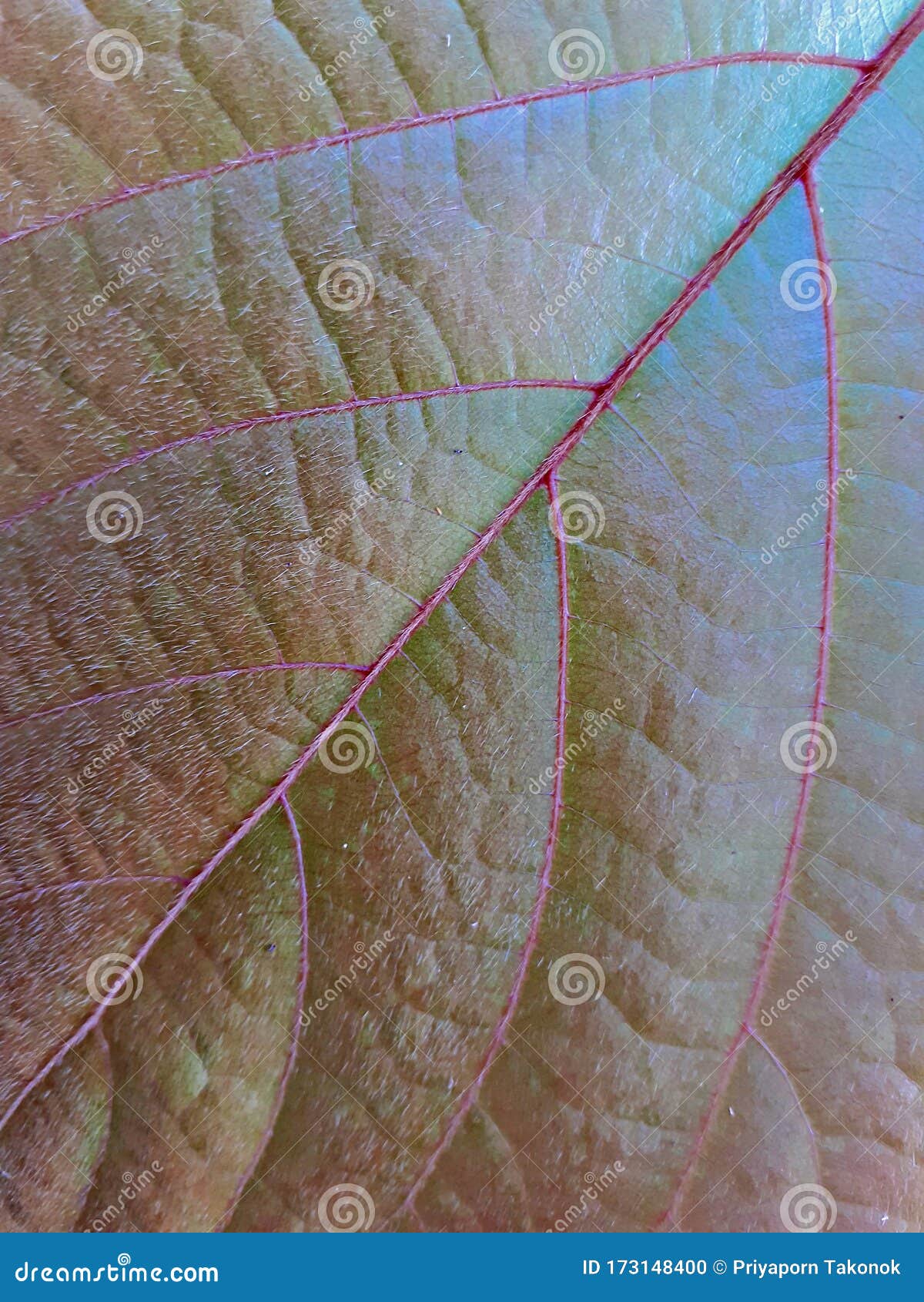 Brown Leaves Background, it is Leaf Texture for Pattern Stock Photo ...
